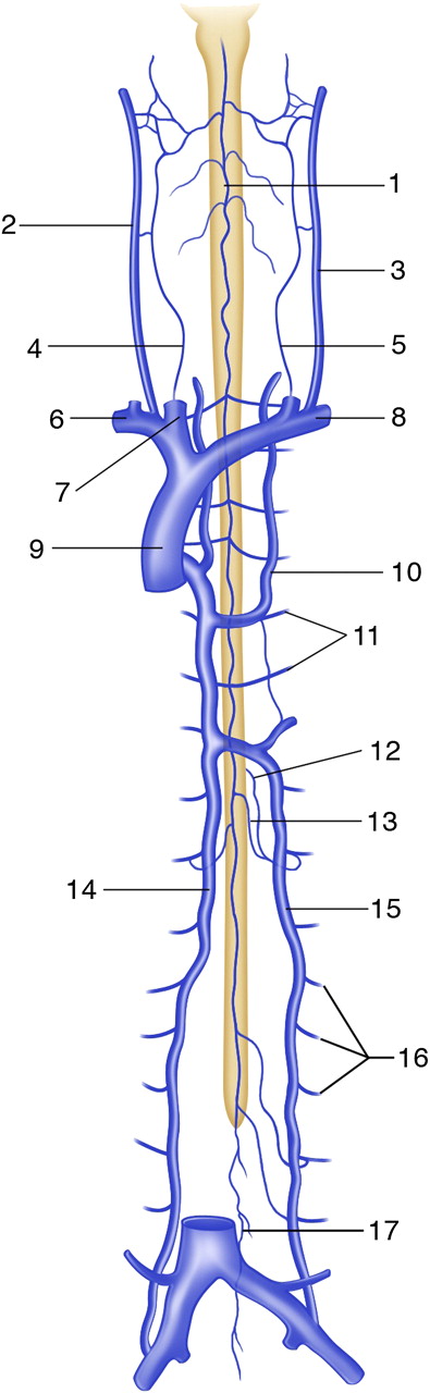 Vascular anatomy of the spinal cord | Journal of NeuroInterventional ...